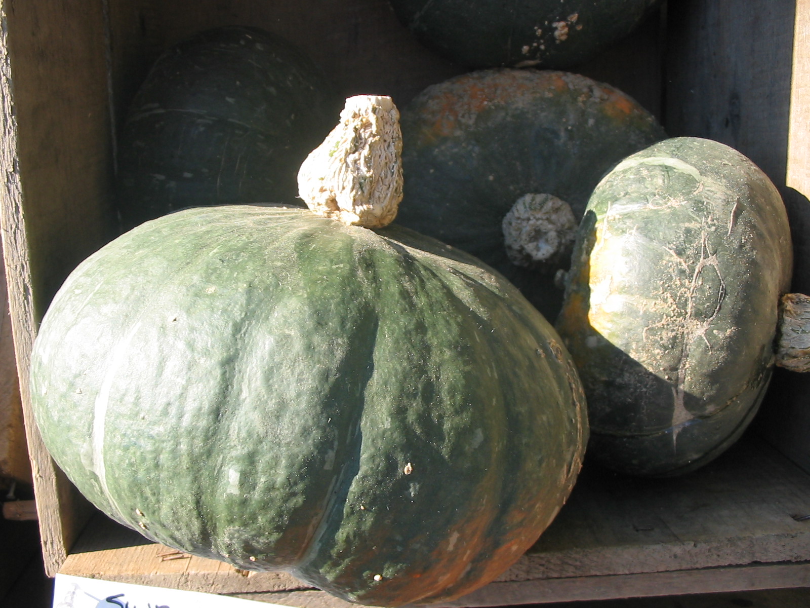 Fedco Seeds-Sweet Mama Winter Squash