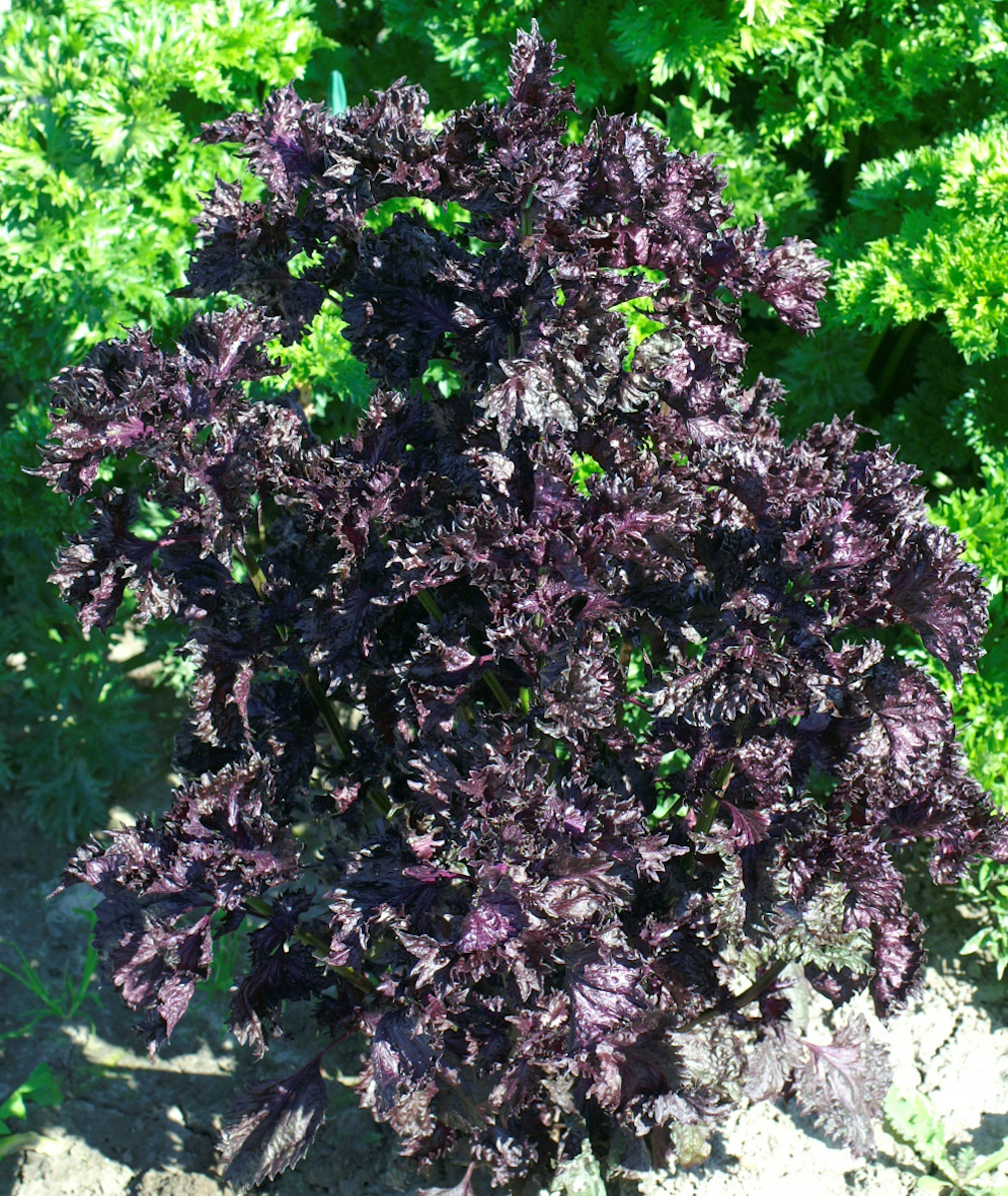 Fedco Seeds-Catalog Search